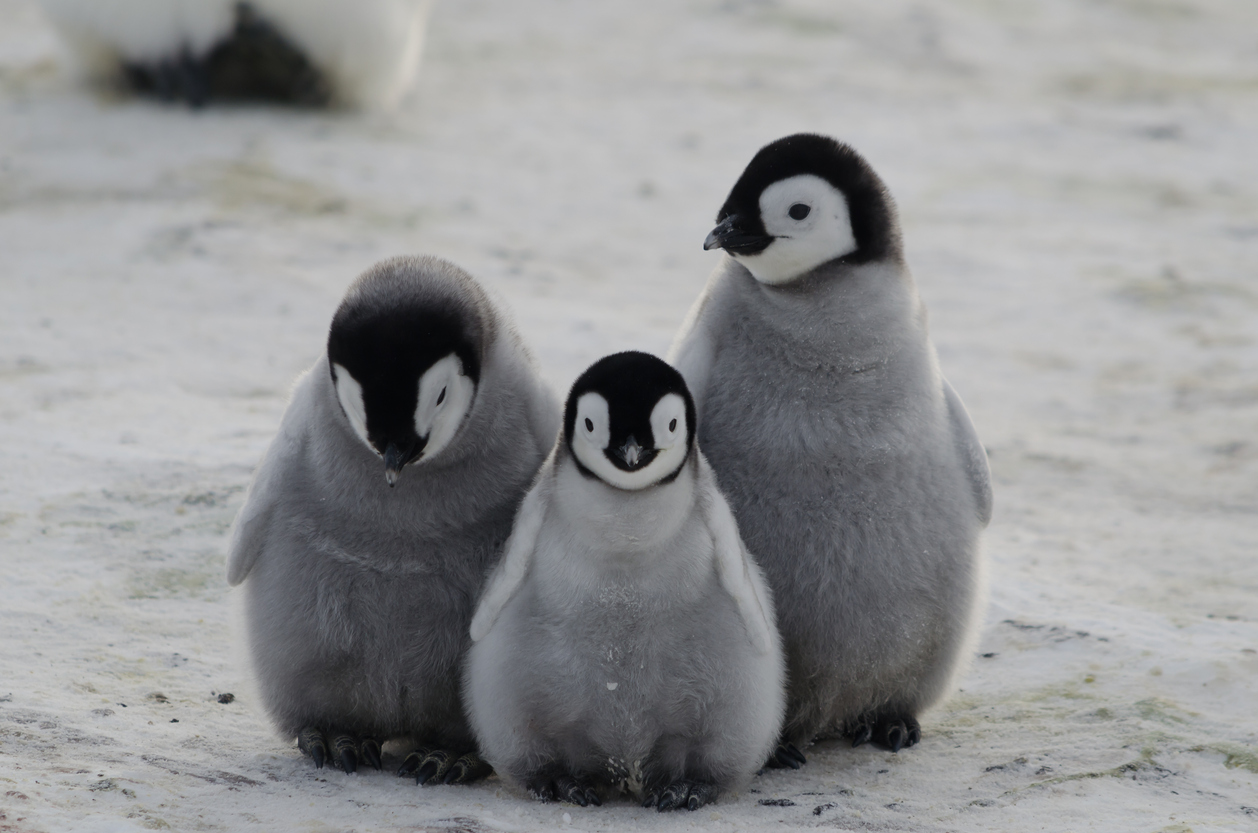 ACT Reading Practice: Penguin Awareness Day Edition | C2 Education
